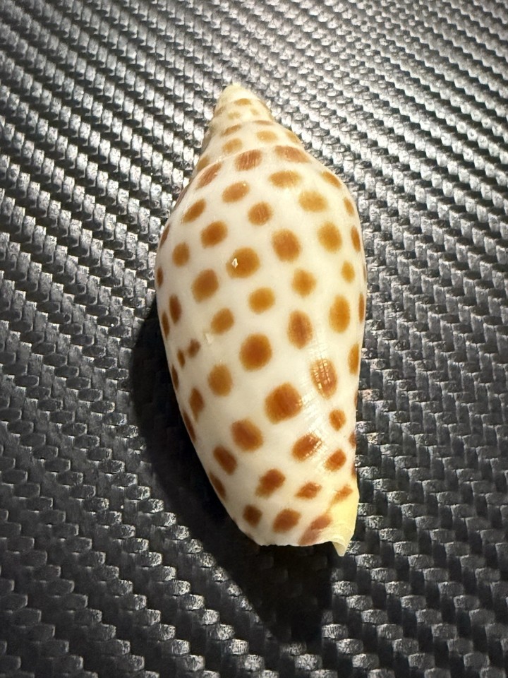 BEAUTIFUL JUNONIA SHELL 2.75 Inches. 69mm RARE HARD TO FIND | eBay