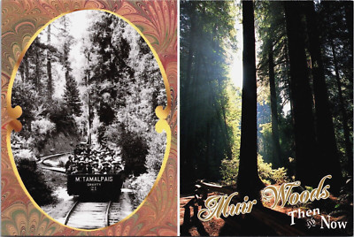Postcard Mill Valley California Muir Woods National Monument Mt ...