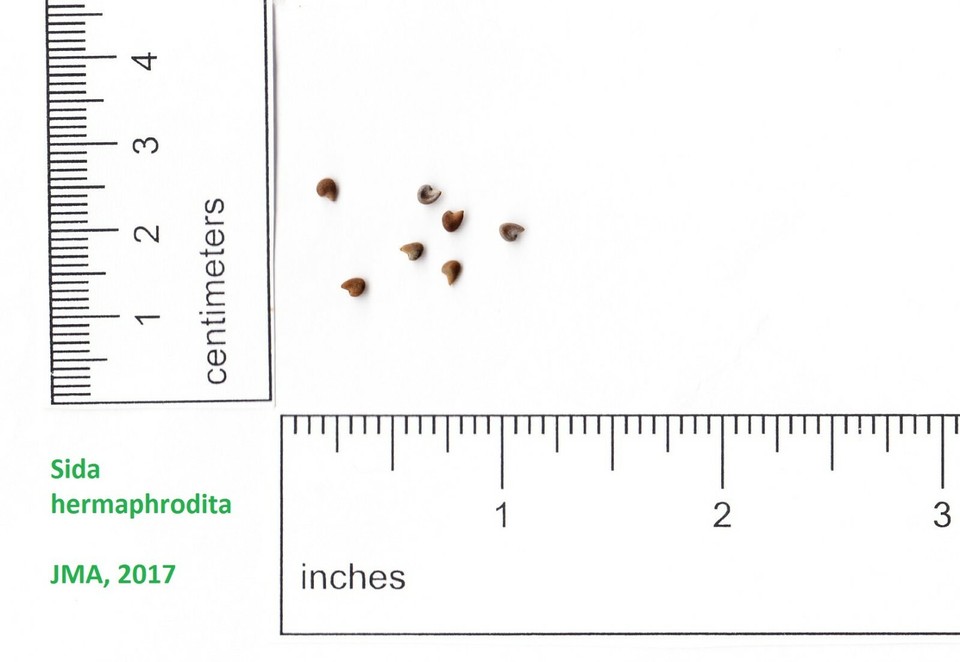 Sida hermaphrodita (Virginia Fanpetals) wildflower seed packet, Z 5 -7 ...