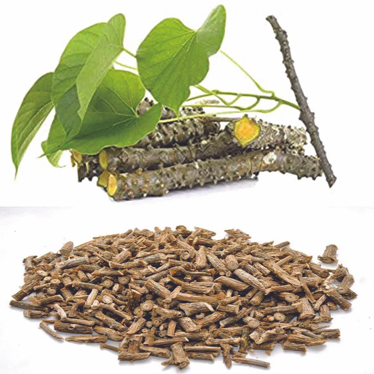 Tinospora Cordifolia