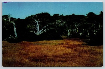 California~Del Monte Forest~Gnarled Windswept Grove Landscape~1950s ...