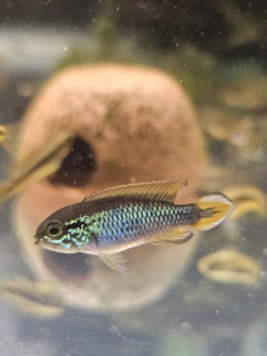 1 Trio Apistogramma Aggazzii Cross Blue Flame×super Red Hobbyist Bred ...