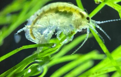 50+ Live Freshwater Scuds (Gammarus shrimp/ amphipods) + Brazilian ...