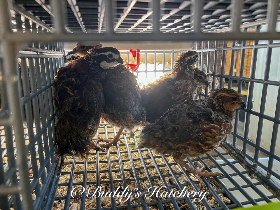 20++Georgia Giant Bobwhite Quail Fertile Hatching Eggs | eBay