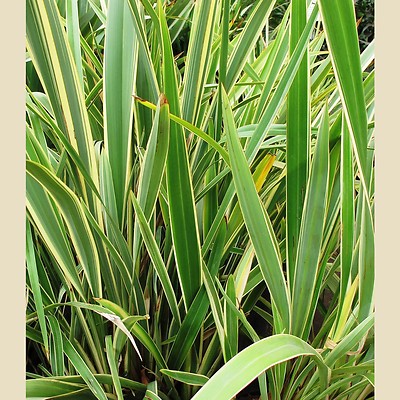 Variegated New Zealand Flax - PHORMIUM TENAX VARIEGATUM - 10 x Tropical ...