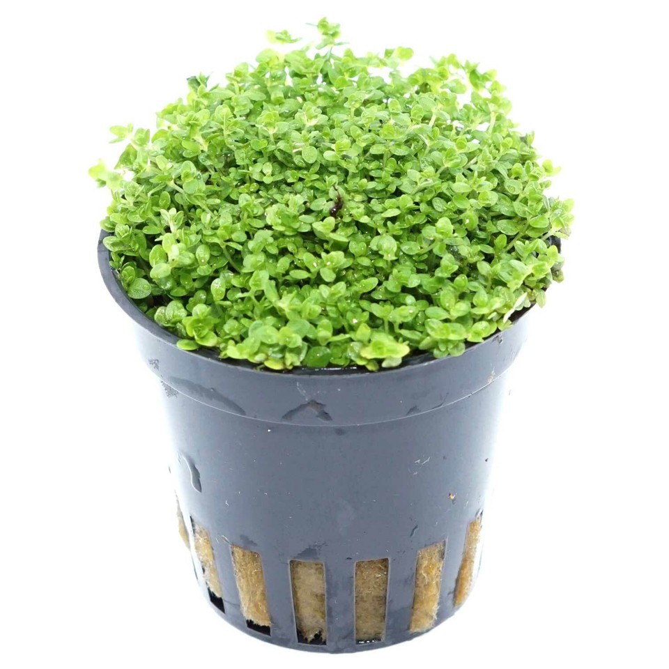 BUY 2 GET 1 FREE Dwarf Baby Tears Pot Hemianthus Callitrichoides Cuba ...