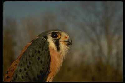 070065 Kestrel Hawk Close Up A4 Photo Print | eBay