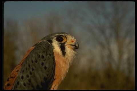 070065 Kestrel Hawk Close Up A4 Photo Print | eBay