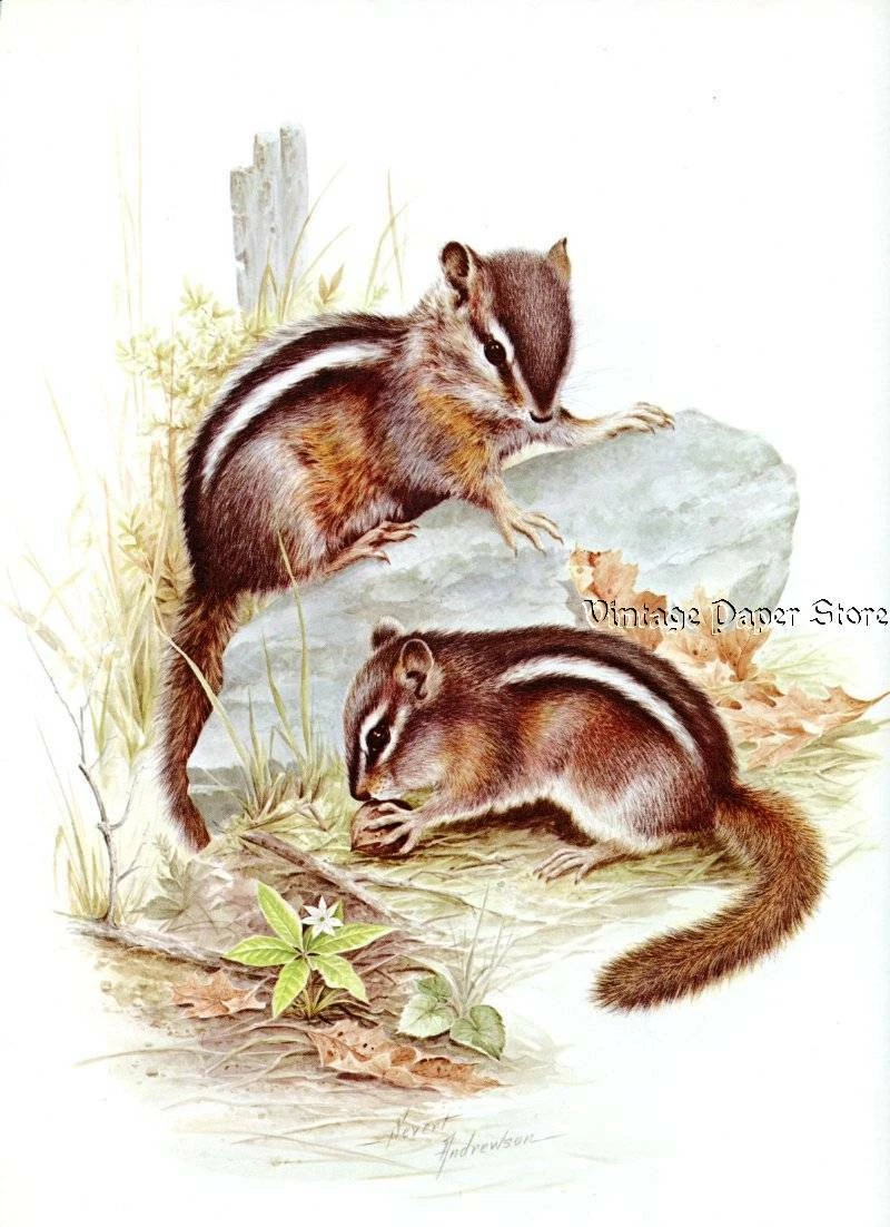 Eastern Chipmunk Drawing