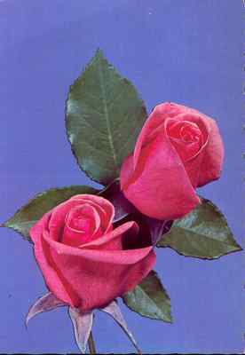 Fantaisie - cpsm - Roses (D7282) | eBay