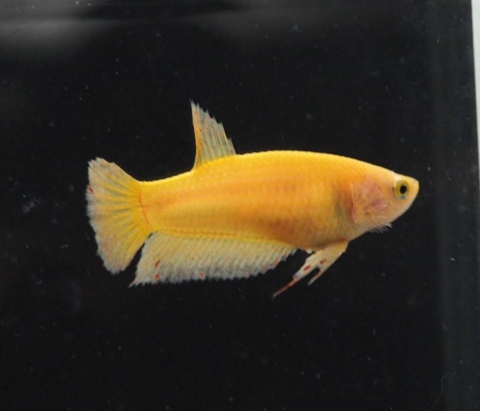 Pair of Bettas Super Yellow male and female Live Betta Fish Plakat for ...
