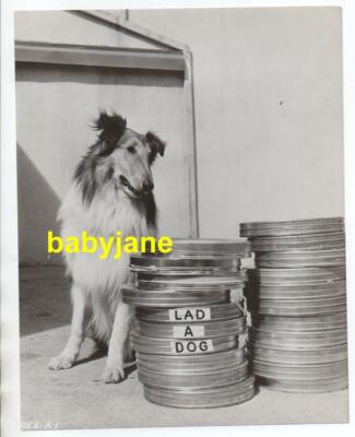 LAD MOVIE COLLIE DOG ORIGINAL 7X9 PHOTO W/ FILM CANISTERS 1962 LAD: A ...