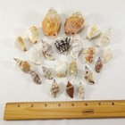 Assorted Lot of Natural Seashell Shells Set of 22 Crafting Nautical ...
