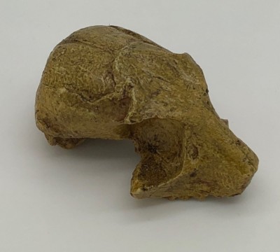 ROONEYIA OMOMYID SKULL REPLICA | eBay