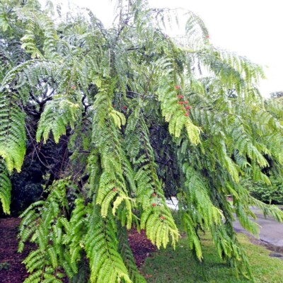 RED SHOWER TREE SEEDS (Cassia roxburghii) "ROSE CASSIA" Tropical Flower ...