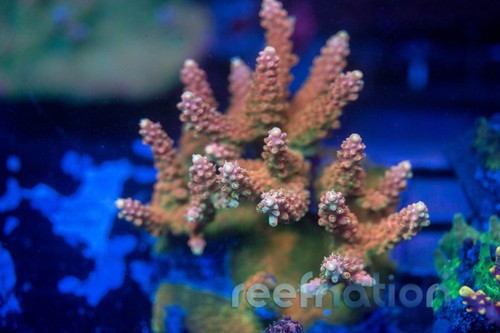 TGC Creamsicle Coral Frag SPS Zoa LPS Paly Polyps | eBay