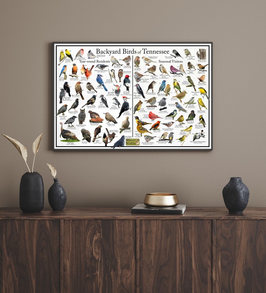 Backyard Birds of Tennessee Bird Identification Nature Poster / Bird ID ...