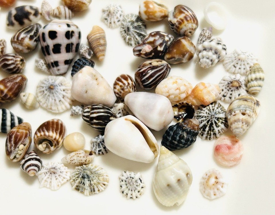 Shell from japan Okinawa shell tiny to small | eBay