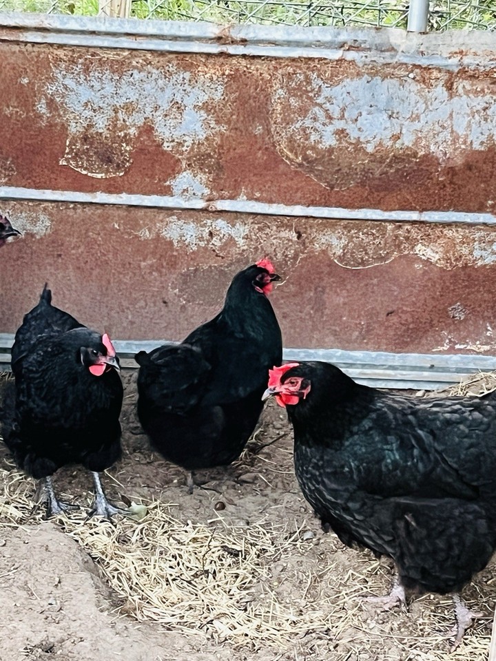 10+2 Black Australorp Hatching Eggs Chicken dozen | eBay