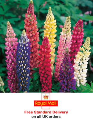 60 x DWARF LUPIN LULU SEEDS (MIXED COLOUR) QUALITY SEED- Sow March to ...