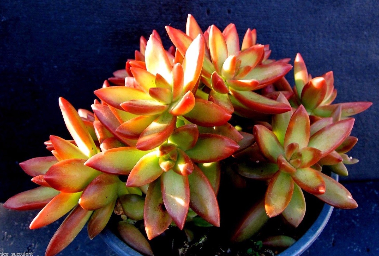 Sedum Adolphi FIRESTORM Nice STRONG Color Succulent 2 Cuttings / pups ...