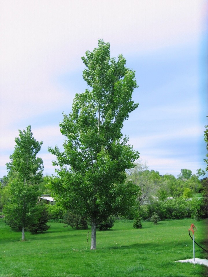 10-12” tall Cottonwood Tree, 1 year old healthy plant, Populus ...