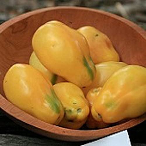 Yellow Bell Tomato Seeds (((25 Seed Packet))) (More Heirloom, Organic ...