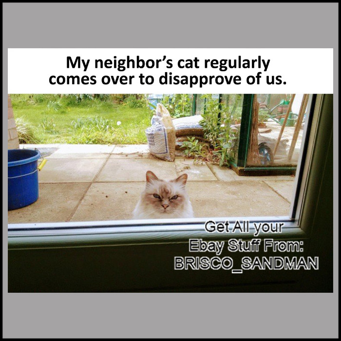 Disapproving Cat Disapproves