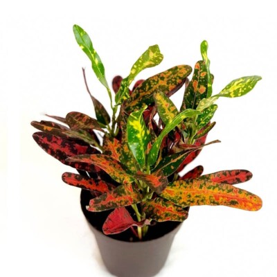 Bush on Fire Croton Mammy Croton Live Plant Outdoor or Indoor | eBay