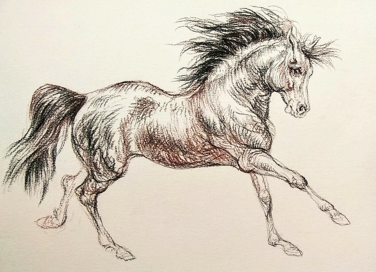 Horse Drawing Running
