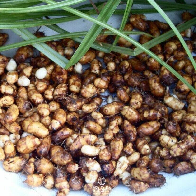 Cyperus esculentus 10 PCS fresh seeds, Chufa seeds, Tiger nut seeds ...