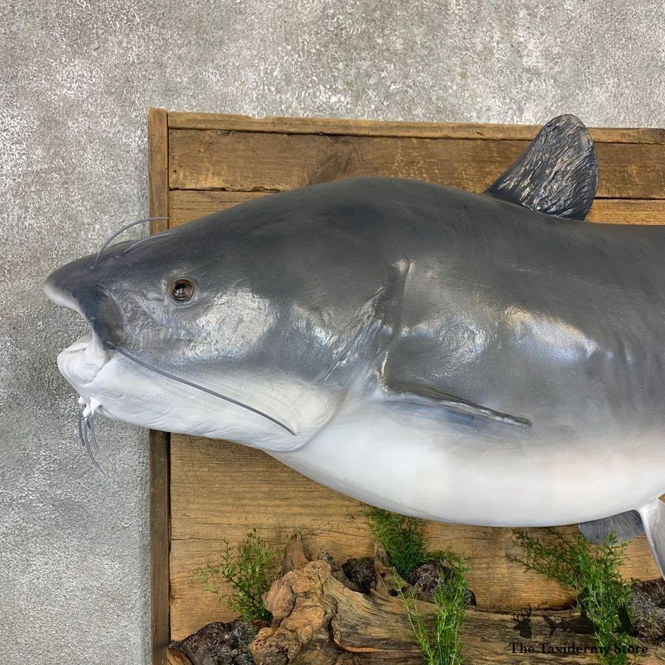 #24025 P | Reproduction Blue Catfish Taxidermy Fish Mount | eBay