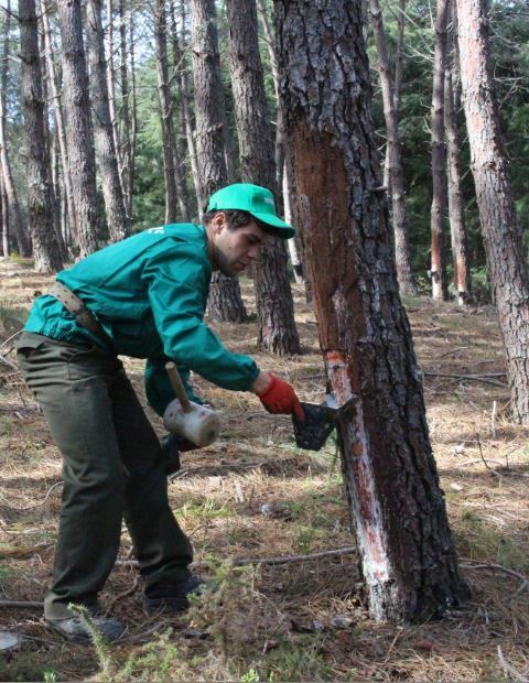 Pine sap 1 Kg 2,20lb Natural Pure raw Gum Resin tree Pitch sticky ...