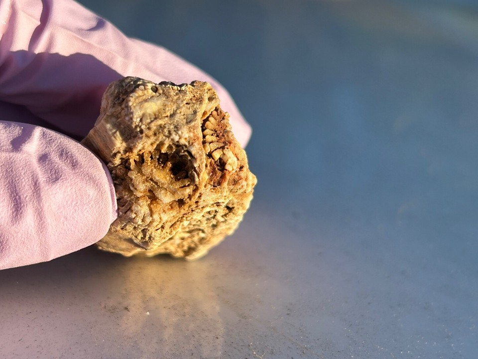 Natural Rare Unpolished Tennessee Crinoid Fossil | eBay