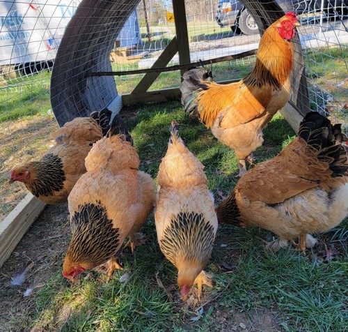 6 Buff Brahma Breeder quality hatching eggs! | eBay