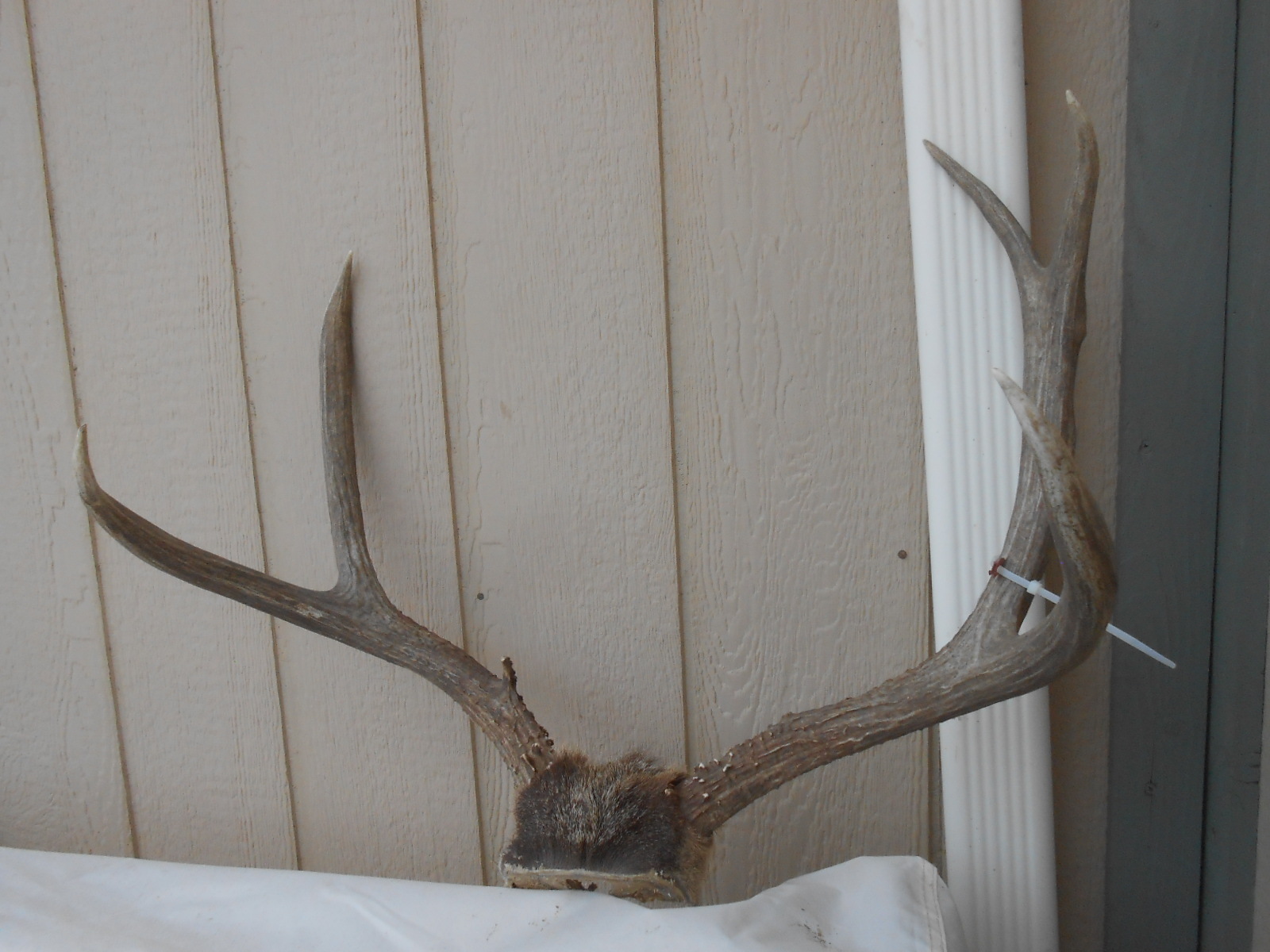 24 6/8 wide 3x3 Colorado MULE DEER RACK antlers whitetail mount sheds ...