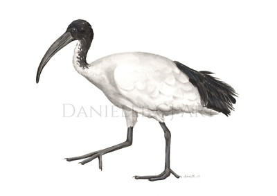 Watercolour Australian White Ibis Print - Bin Chicken Art | eBay Australia