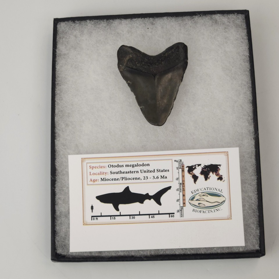 Megalodon Shark Tooth Fossil (Generic) w/Riker Mount - Black Friday ...
