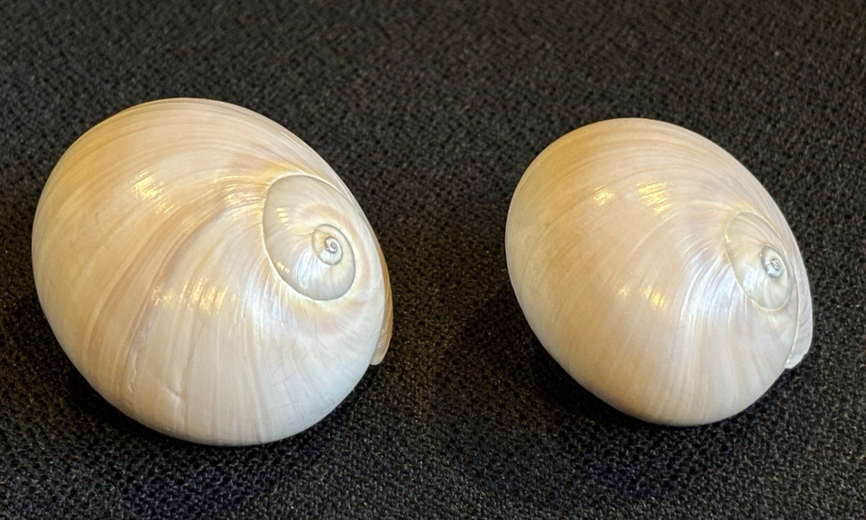 Shark Eye Moon Shell (Neverita duplicata) Gulf of Mexico, FL | eBay UK