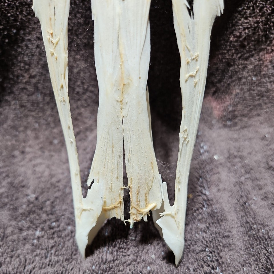 Real Paddlefish Skull Taxidermy Trapping Hunt Fish Bone Skeleton Museum ...