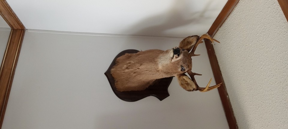 whitetail deer head mounts and Mule deer mount | eBay