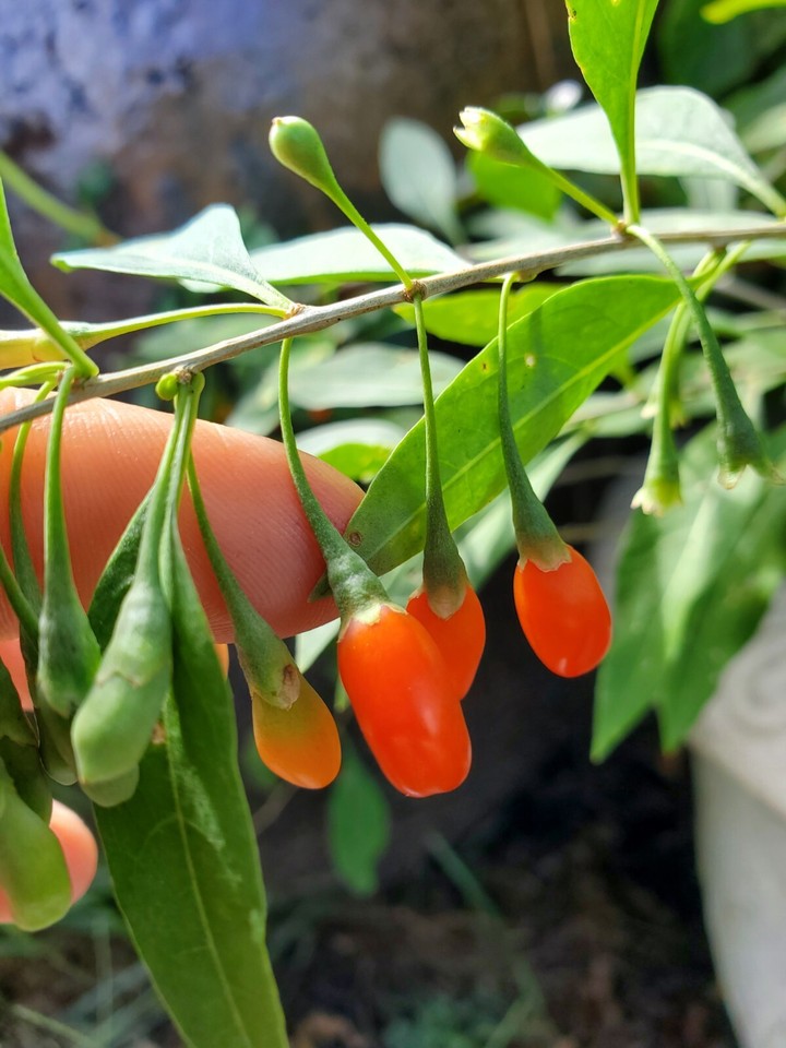 7 Goji Berry Cuttings - easy to grow! | eBay