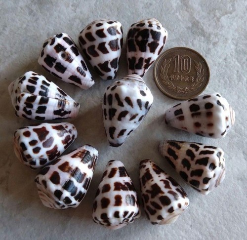 Cone Shell japanese sea Shells of Okinawa 11pieces | eBay