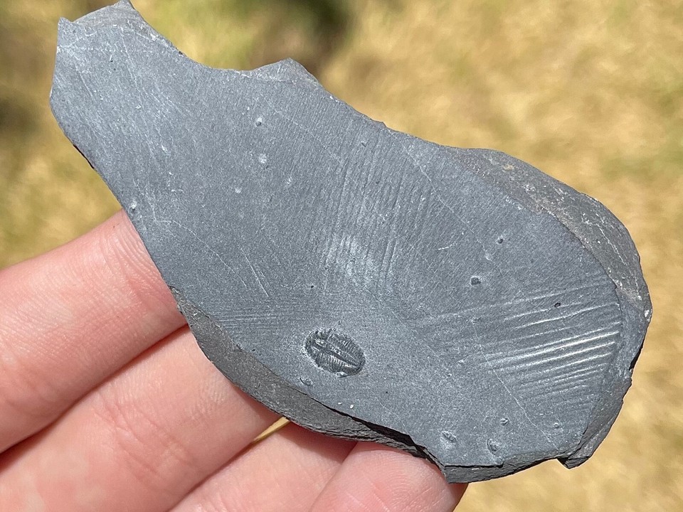 Utah Fossil Trilobite Elrathia kingii Cambrian Age Bug in Matrix | eBay