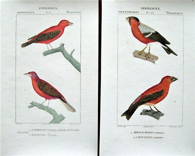 Turpin Original Antique Bird Prints; 2 Hand Colored Engravings ...