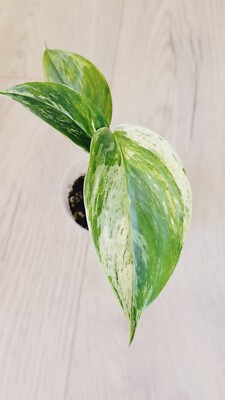 Scindapsus Blue Albo, RARE HOUSEPLANT, RARE AROID | eBay UK
