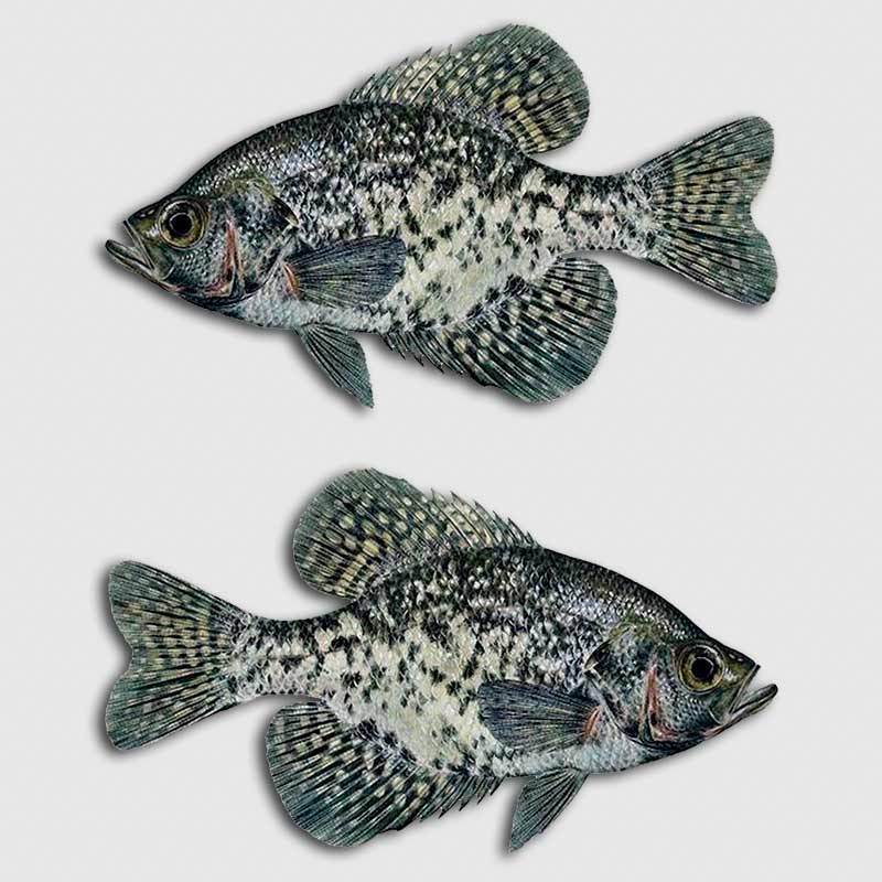 Crappie Sticker Fish Jig Pond Lake Truck Window Boat Tackle Box Fishing ...