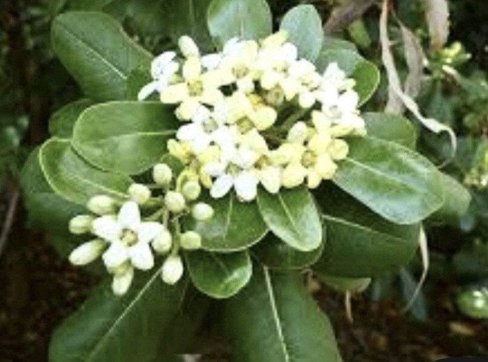 30 Year old Large Specimen Japanese Mock Orange Bonsai Tree ...
