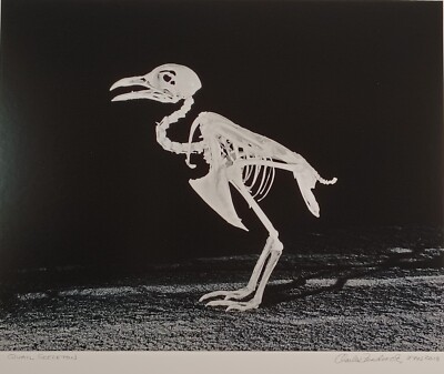 Original Large Format Black & White Photo Quail Skeleton by Charles ...