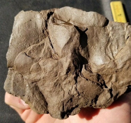 Jurassic Dinosaur Footprint, Anomoepus, High-relief Trace Fossil, Free ...